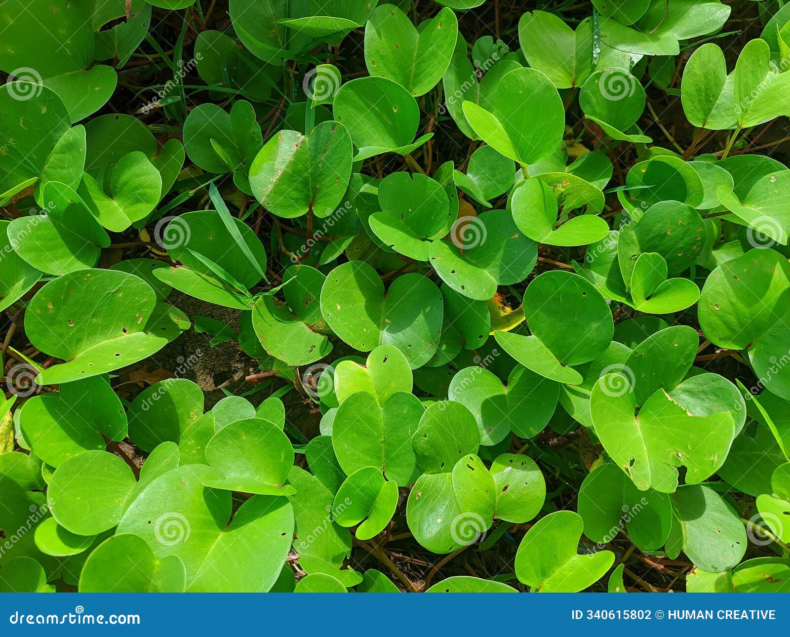 Lush Green Foliage with Round and Small Leaves. Stock Photo - Image of ...
