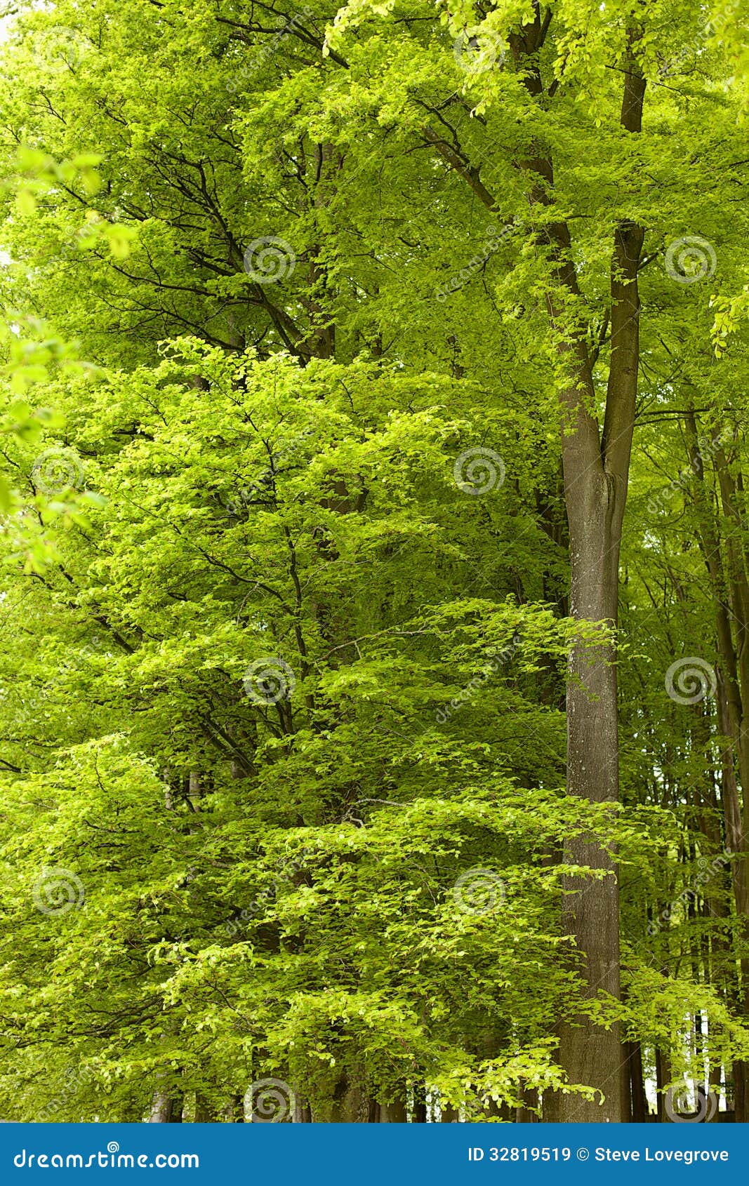 Lush Green Foliage stock image. Image of tree, botanic - 32819519