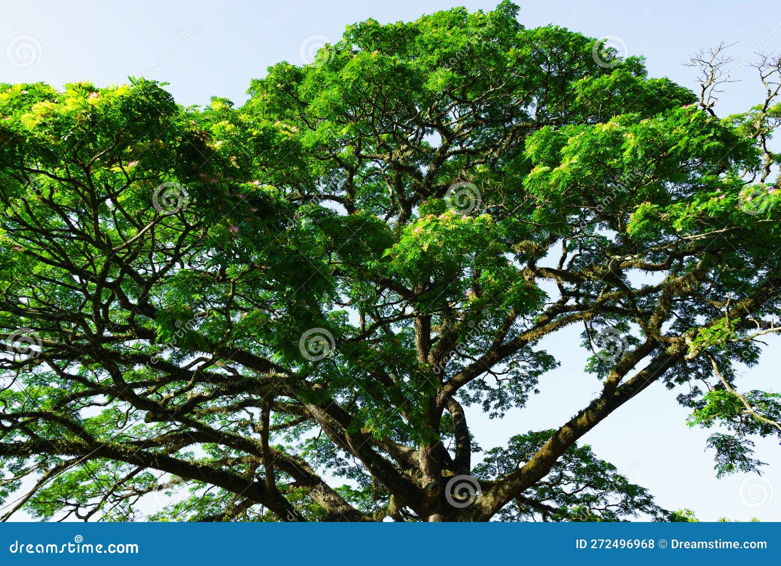 Lush Green Foliage of a Tropical Tree Stock Photo - Image of nature ...