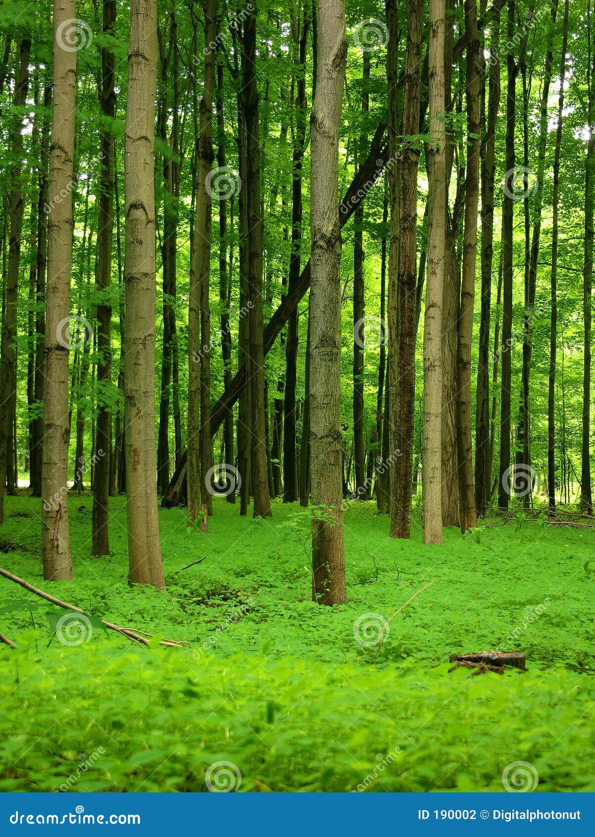 Lush Green Grass. Meadow Background. Background Green Grass Stock Image ... Lush Green Grass. Meadow Background. Background Green Grass Stock Image ...