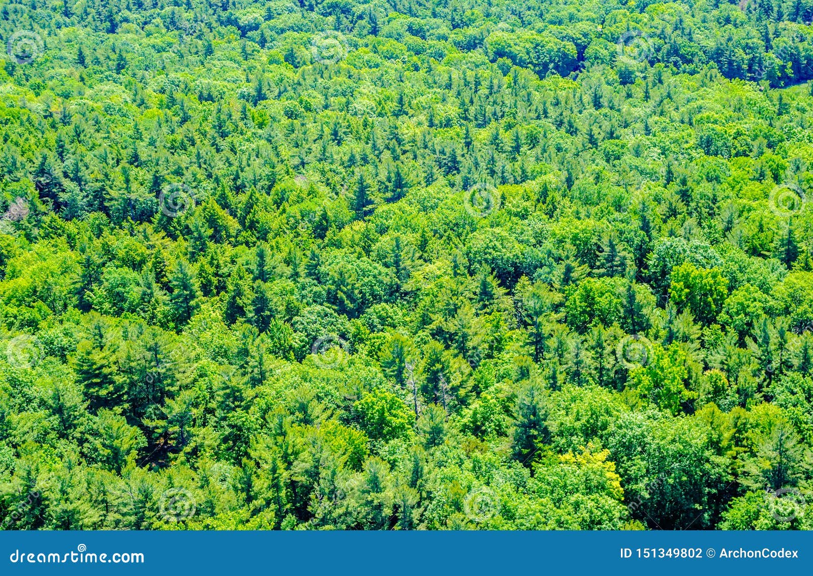 Lush Green Forest Background Stock Photo - Image of fresh, cover: 151349802