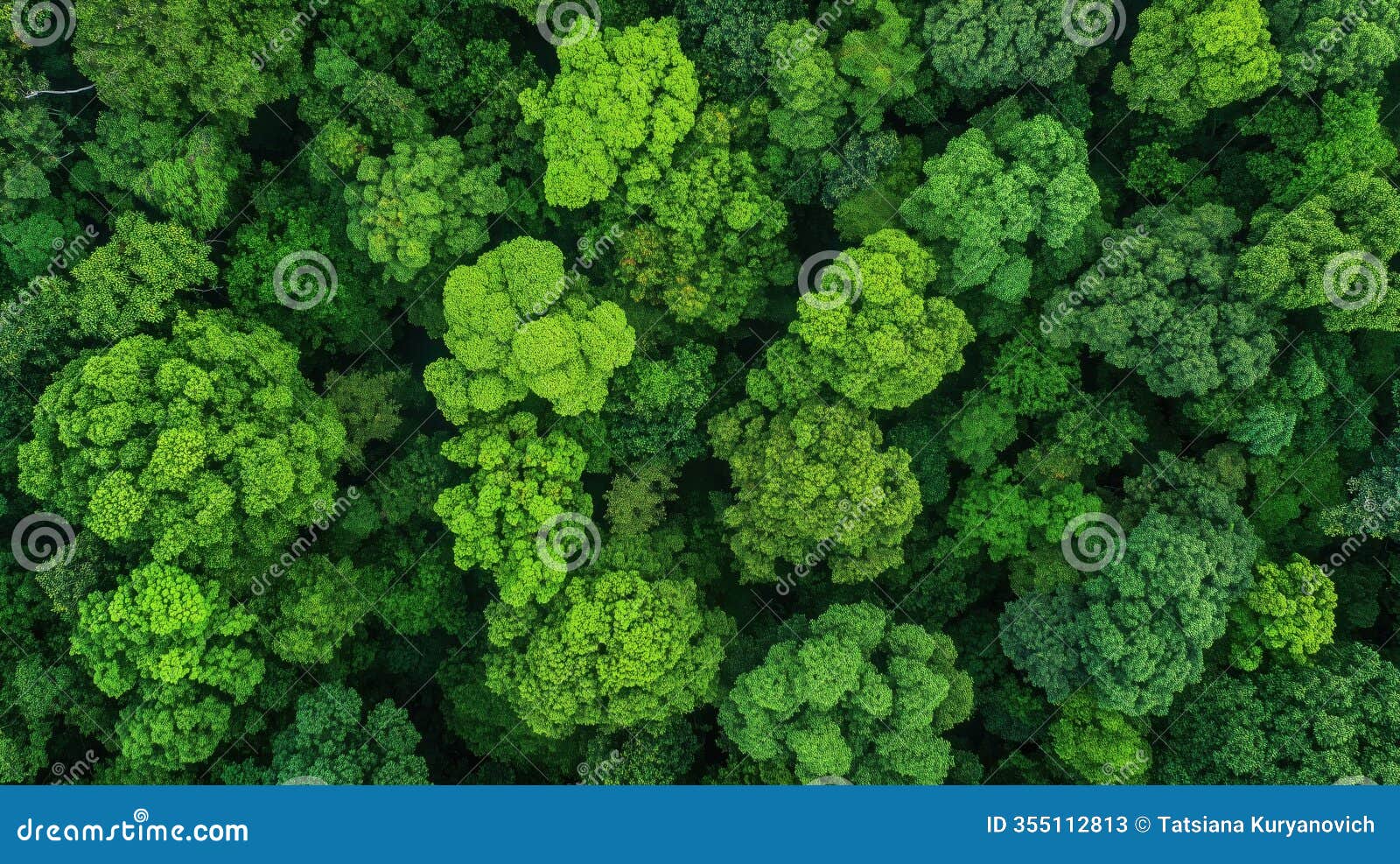 Lush Green Forest Canopy, Diverse Tree Foliage, Vibrant Ecosystem Stock ...