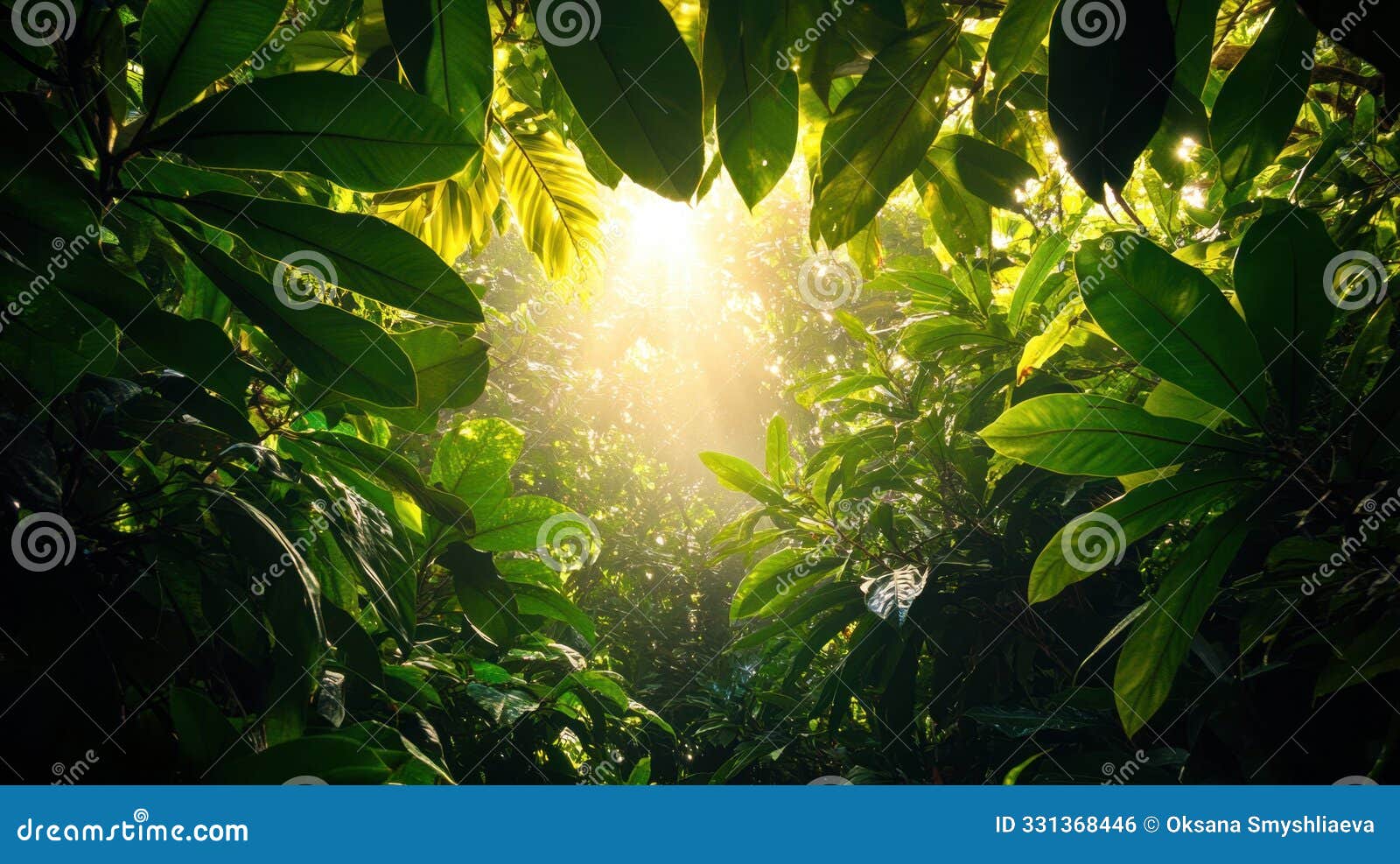 Lush Green Forest Canopy with Sunlight Peering through Foliage Stock ...