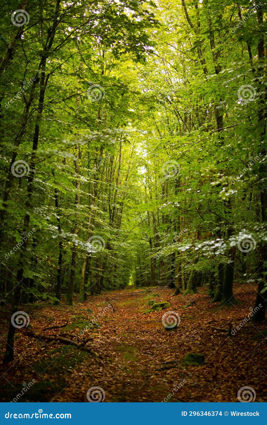 Lush, Green Forest with a Dense Canopy of Foliage Overhanging the ...
