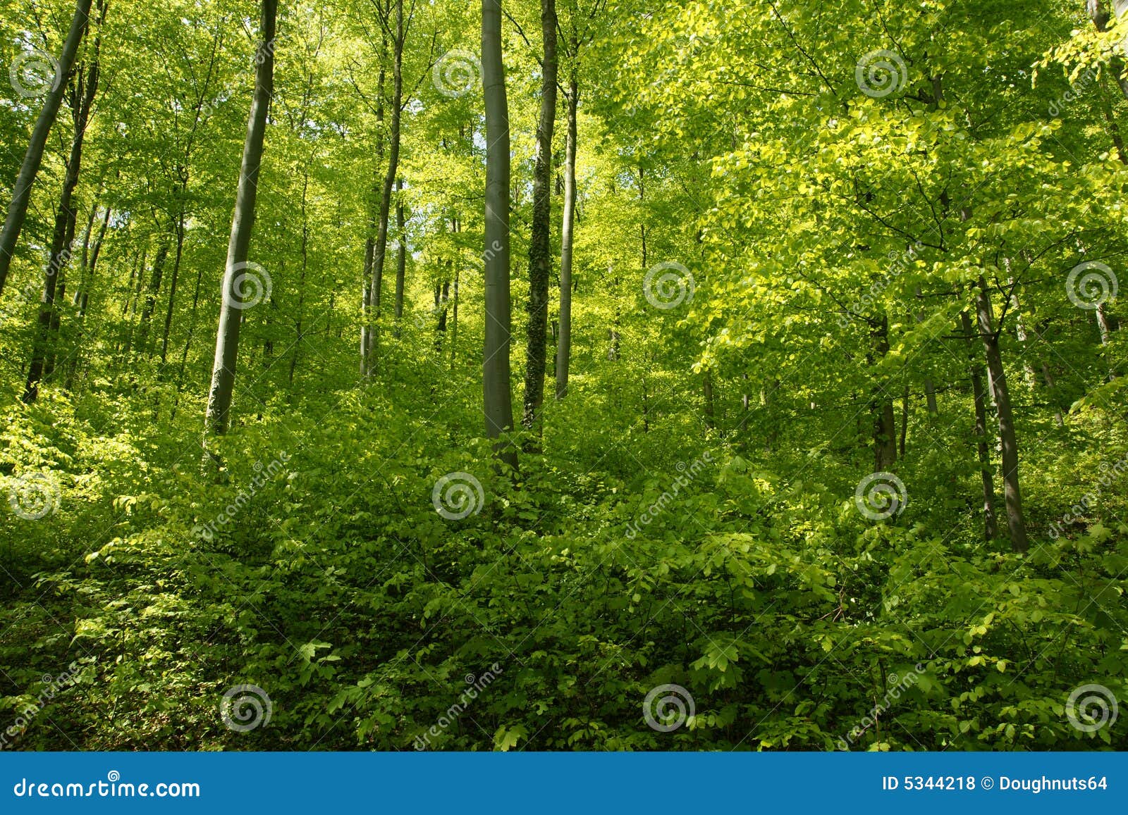 Lush Green Forest in Early Spring Time Stock Photo - Image of nature ...