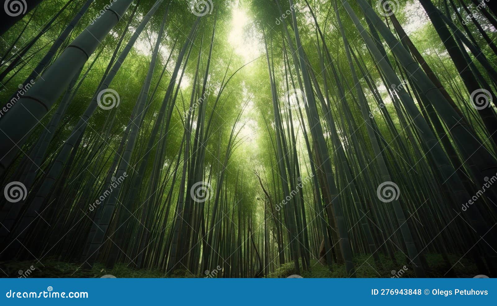 A Lush Green Forest Filled with Lots of Tall Bamboo Trees Stock ...
