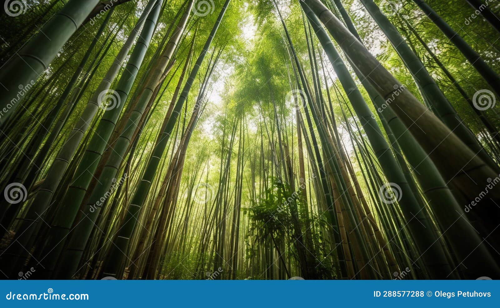 A Lush Green Forest Filled with Lots of Tall Bamboo Trees Stock ...