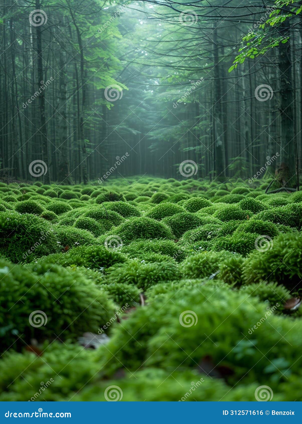 Lush Green Forest Floor Covered in Moss Stock Photo - Image of floor ...
