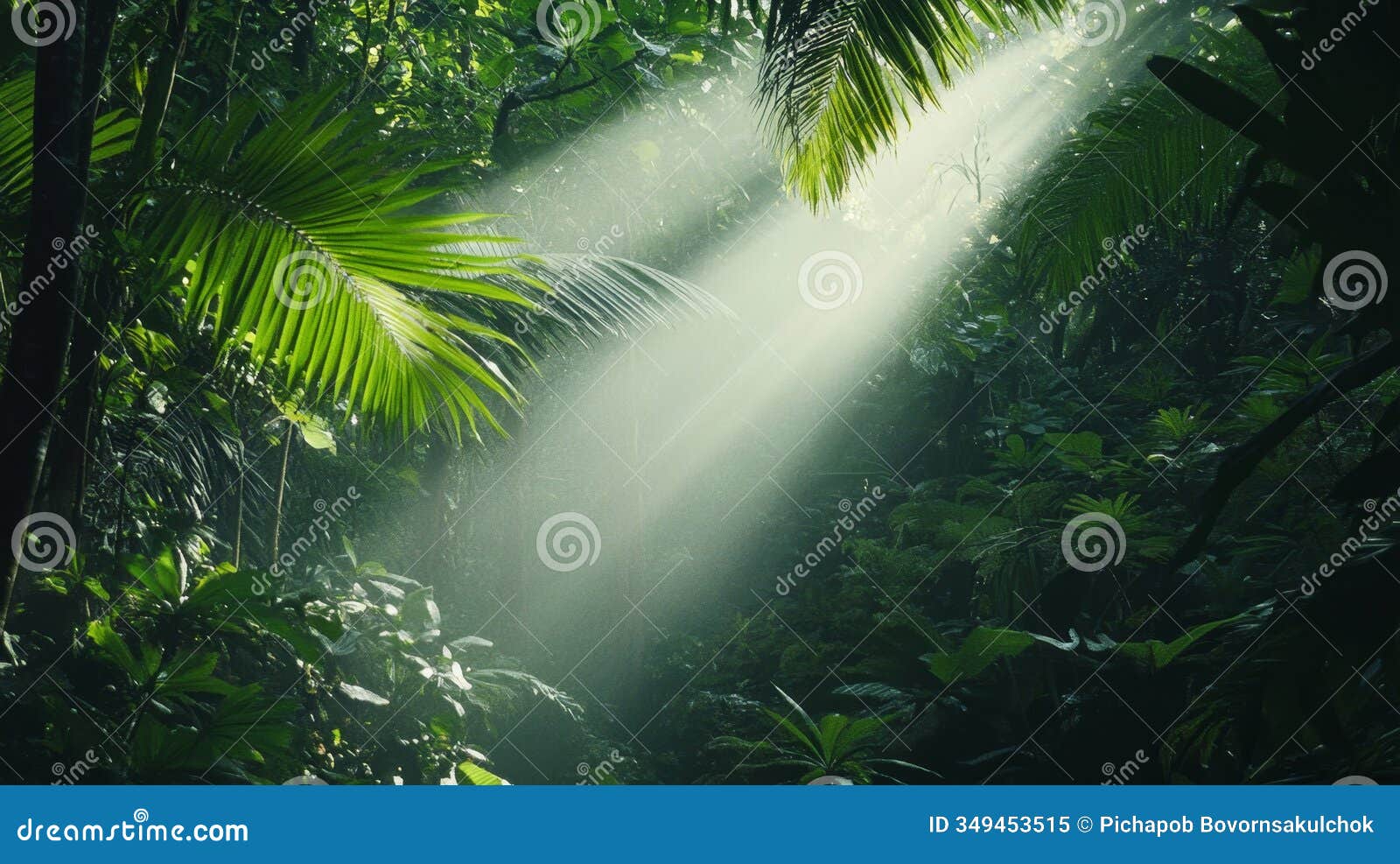 Lush Green Forest with Light Rays Filtering through Trees Stock ...