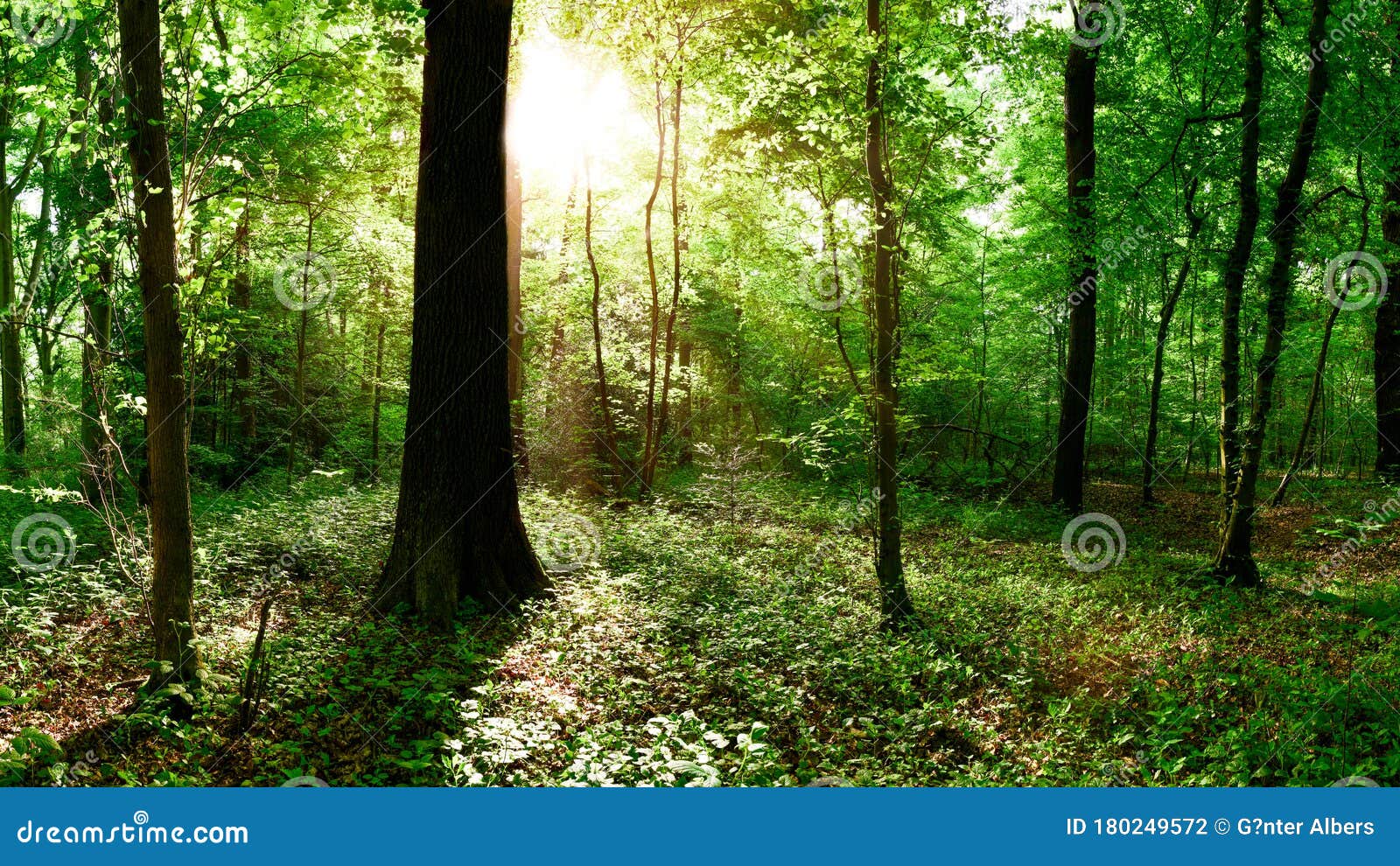 Lush Green Forest stock photo. Image of green, environment - 180249572