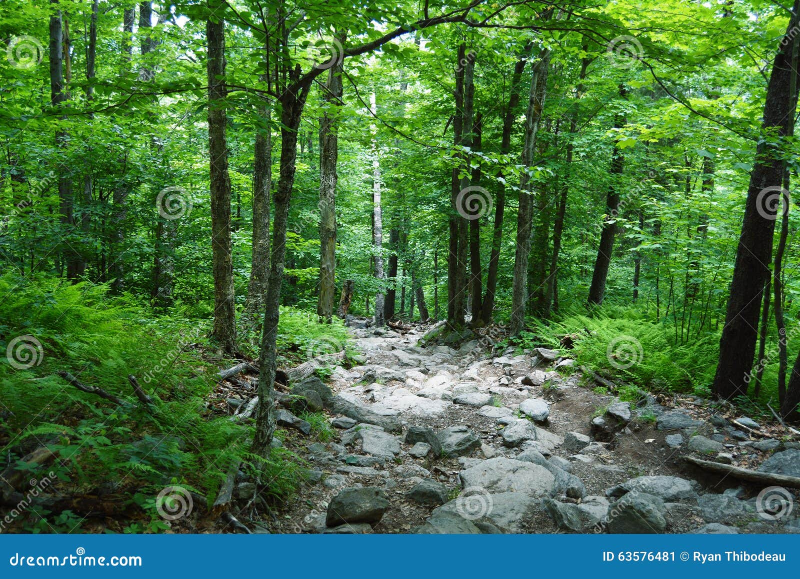 Lush Green Forest Path stock image. Image of summer, journey - 63576481