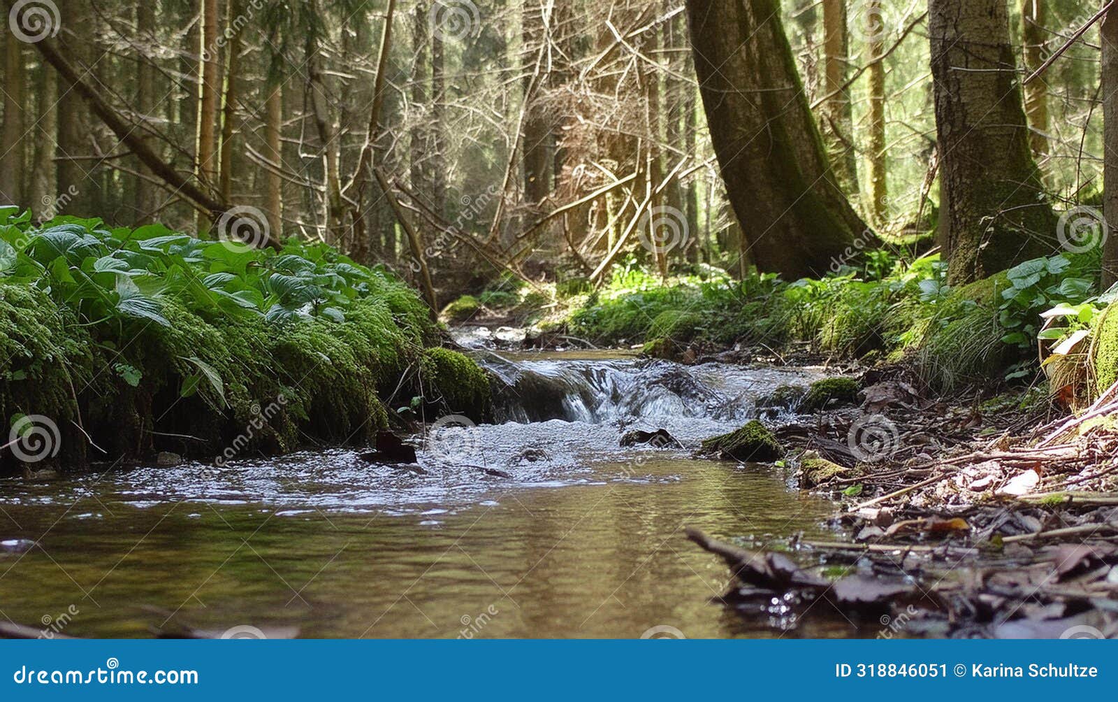 A Lush Green Forest with a Stream Running through it Stock Illustration ...