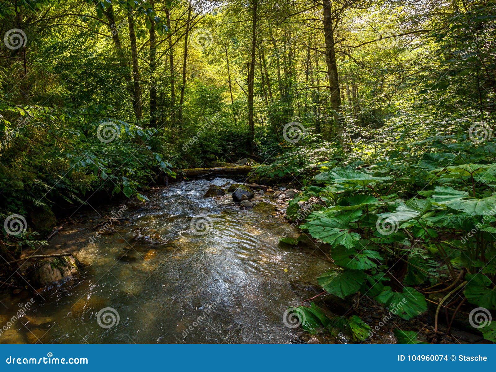 Lush Green Forest with Tranquil Stream Stock Photo - Image of colorful ...