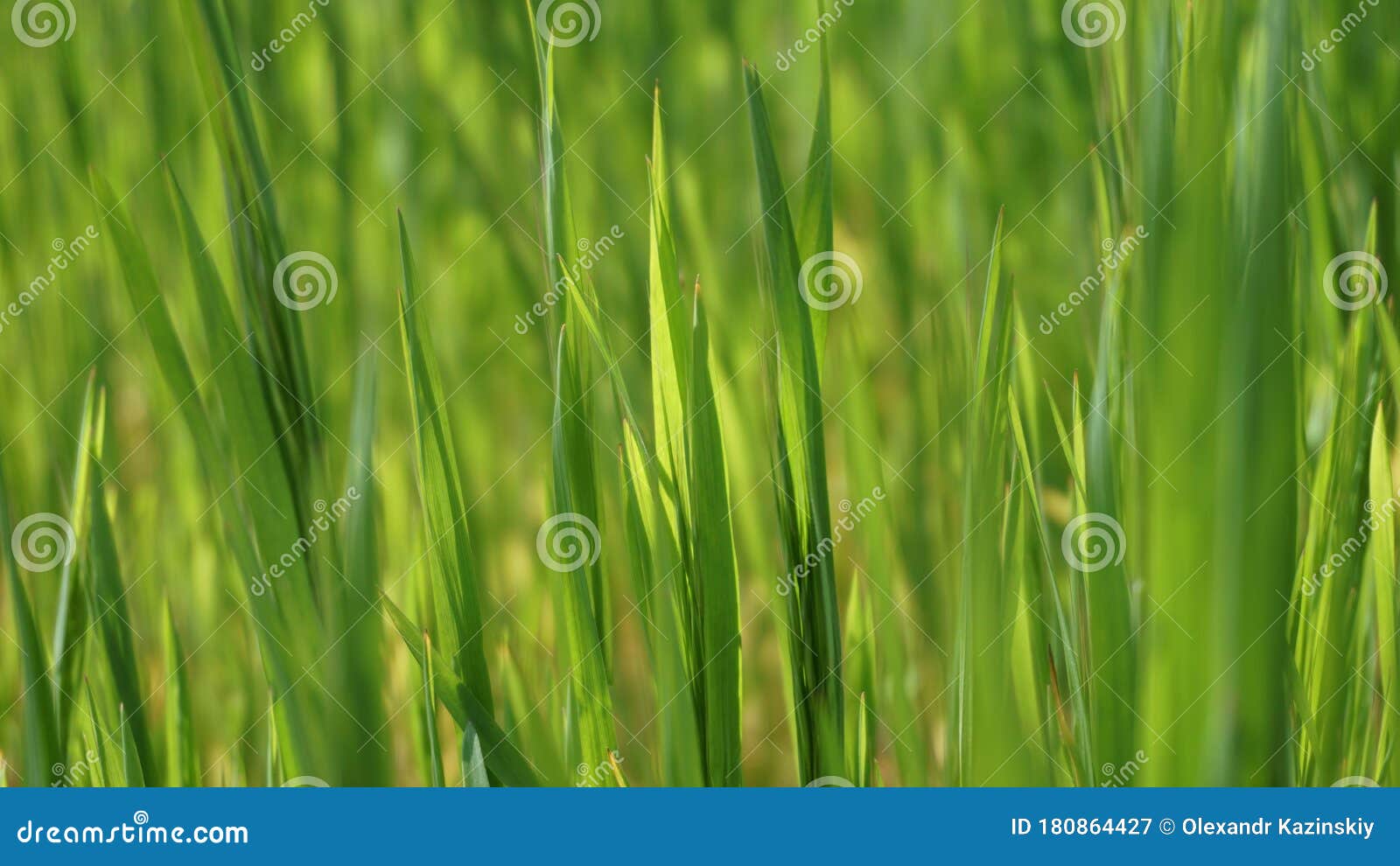 Lush Green Fresh Juicy Grass, Beautiful Spring Stock Image - Image of ...