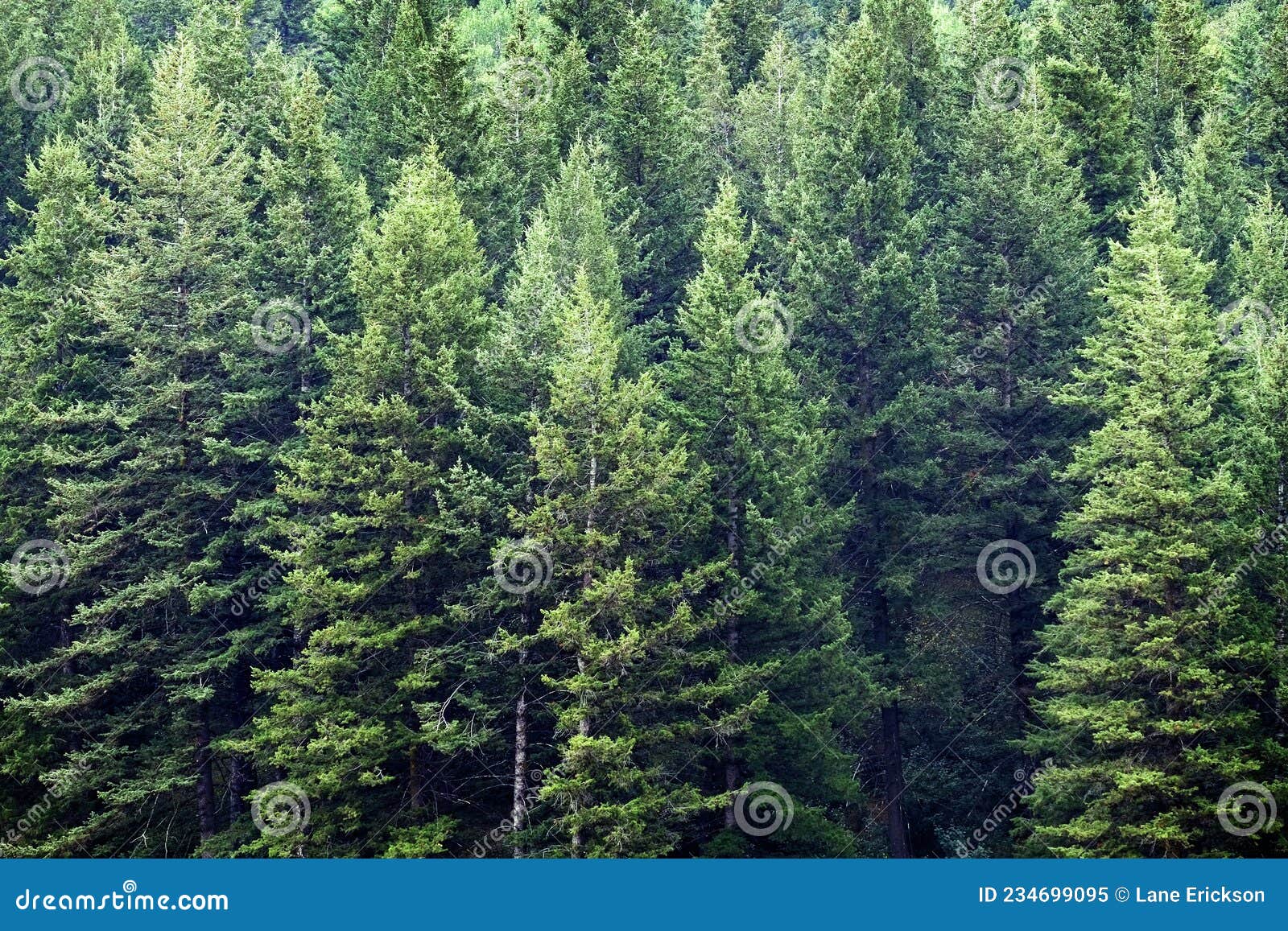 Lush Green Fresh Pine Tree Forest on Mountain Side Forrest Stock Image ...