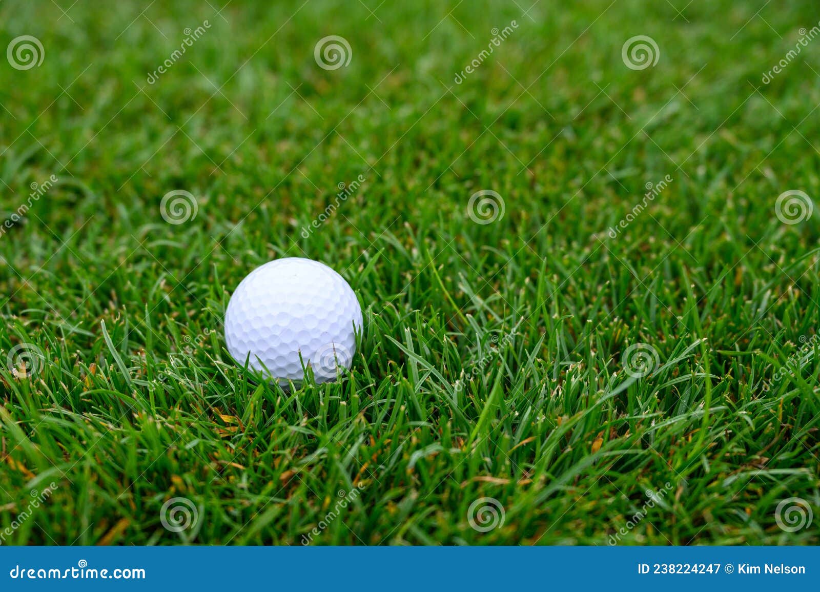 Lush Green Golf Course Grass in the Rough, with a White Golf Ball Ready ...