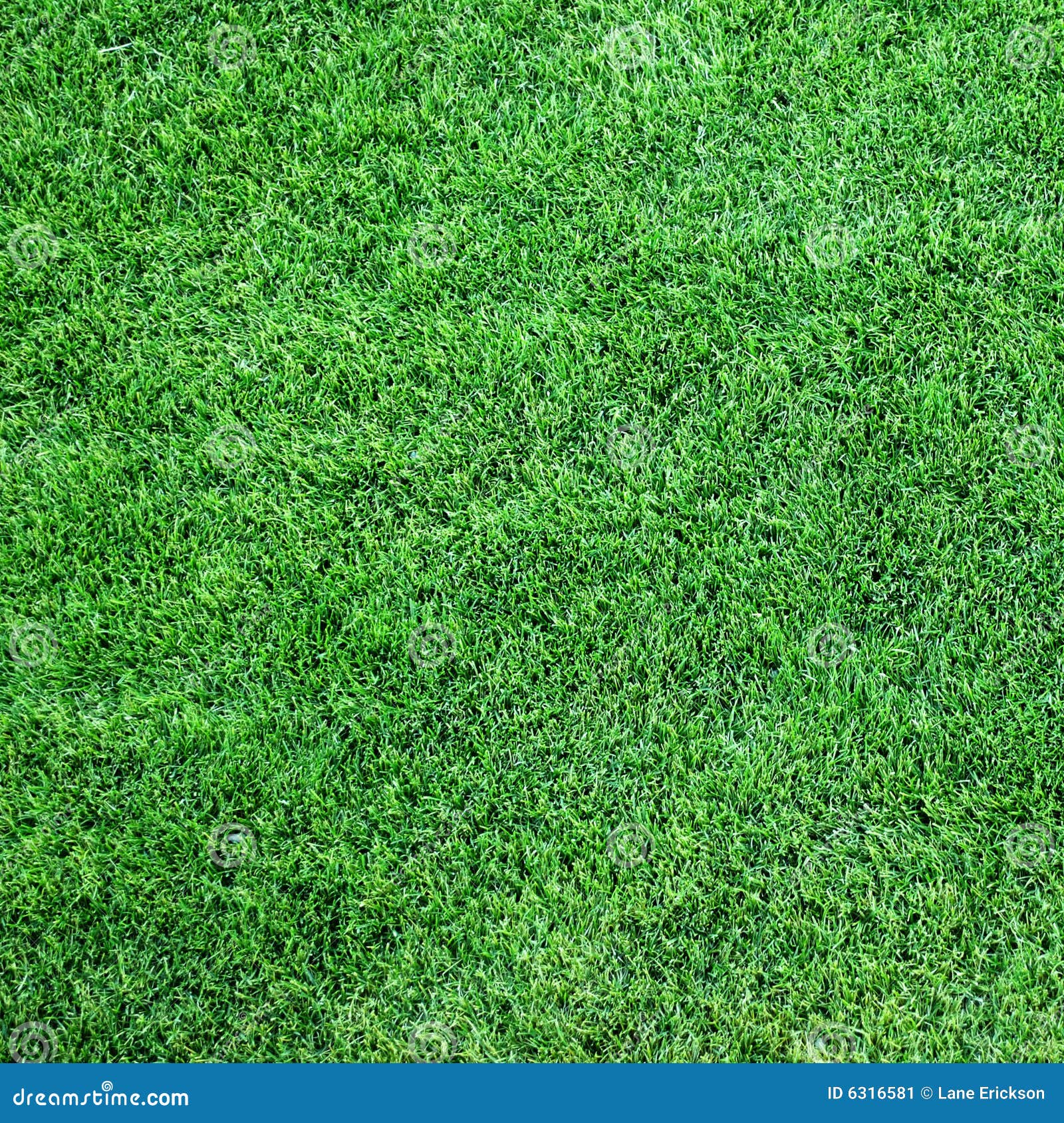 Lush Green Grass Picture. Image: 6316581