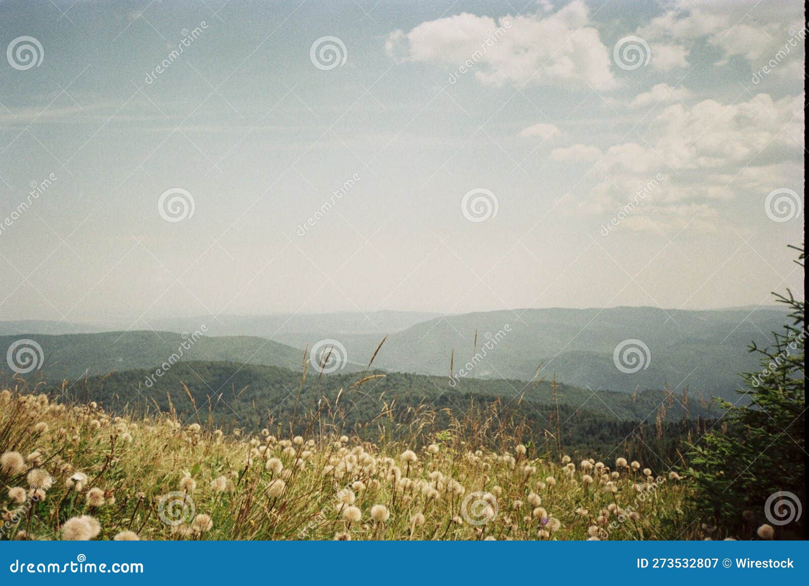 Lush Green Grass and Bright Flowers in the Foreground of a Rolling Hill ...