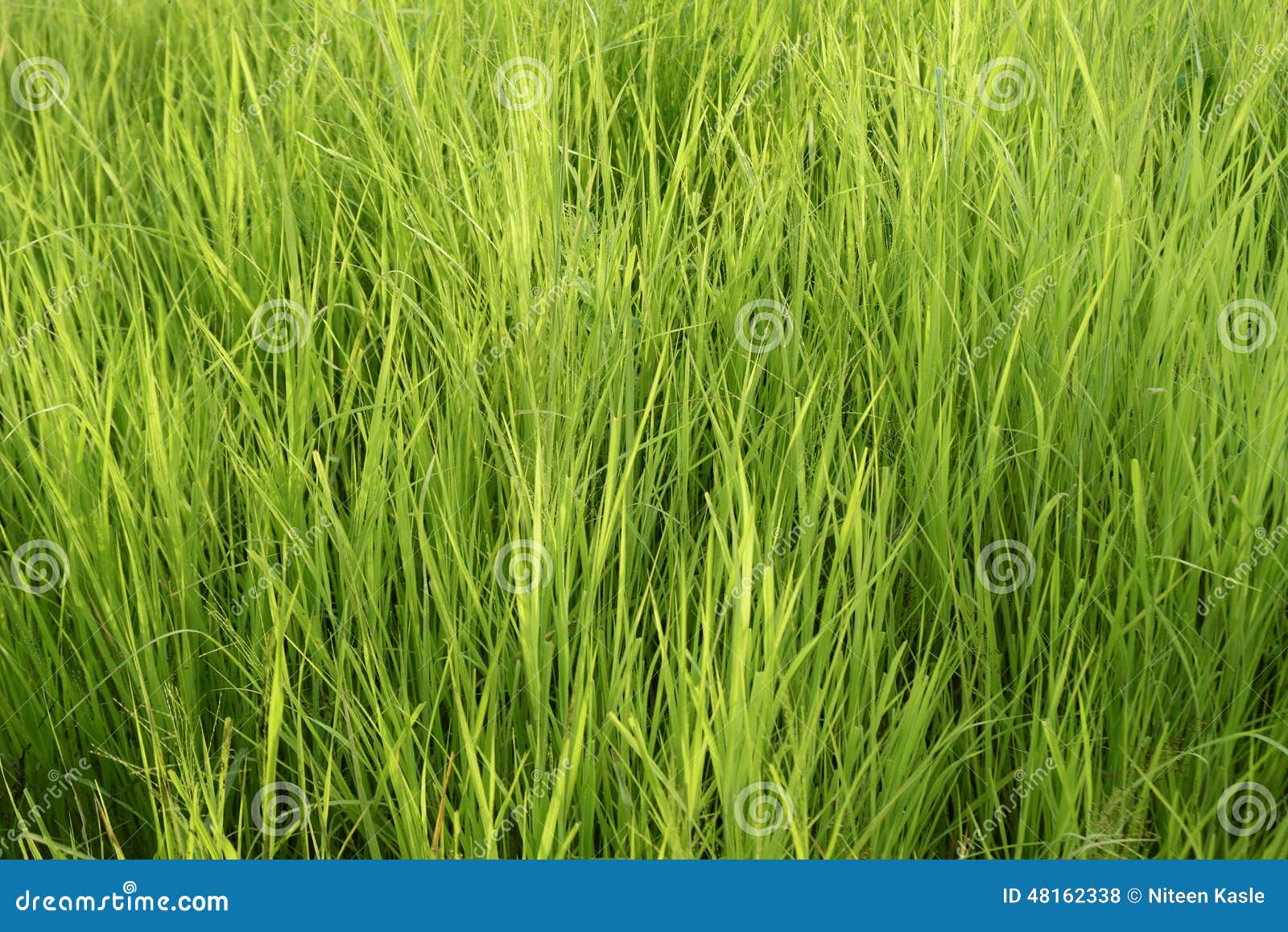 Lush Green Grass stock photo. Image of light, meadow - 48162338