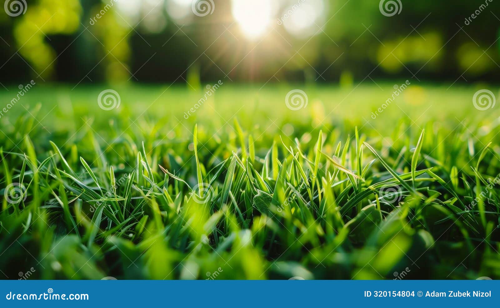 Lush Green Grass Field with Sunlight Stock Illustration - Illustration of grassy, serene: 320154804