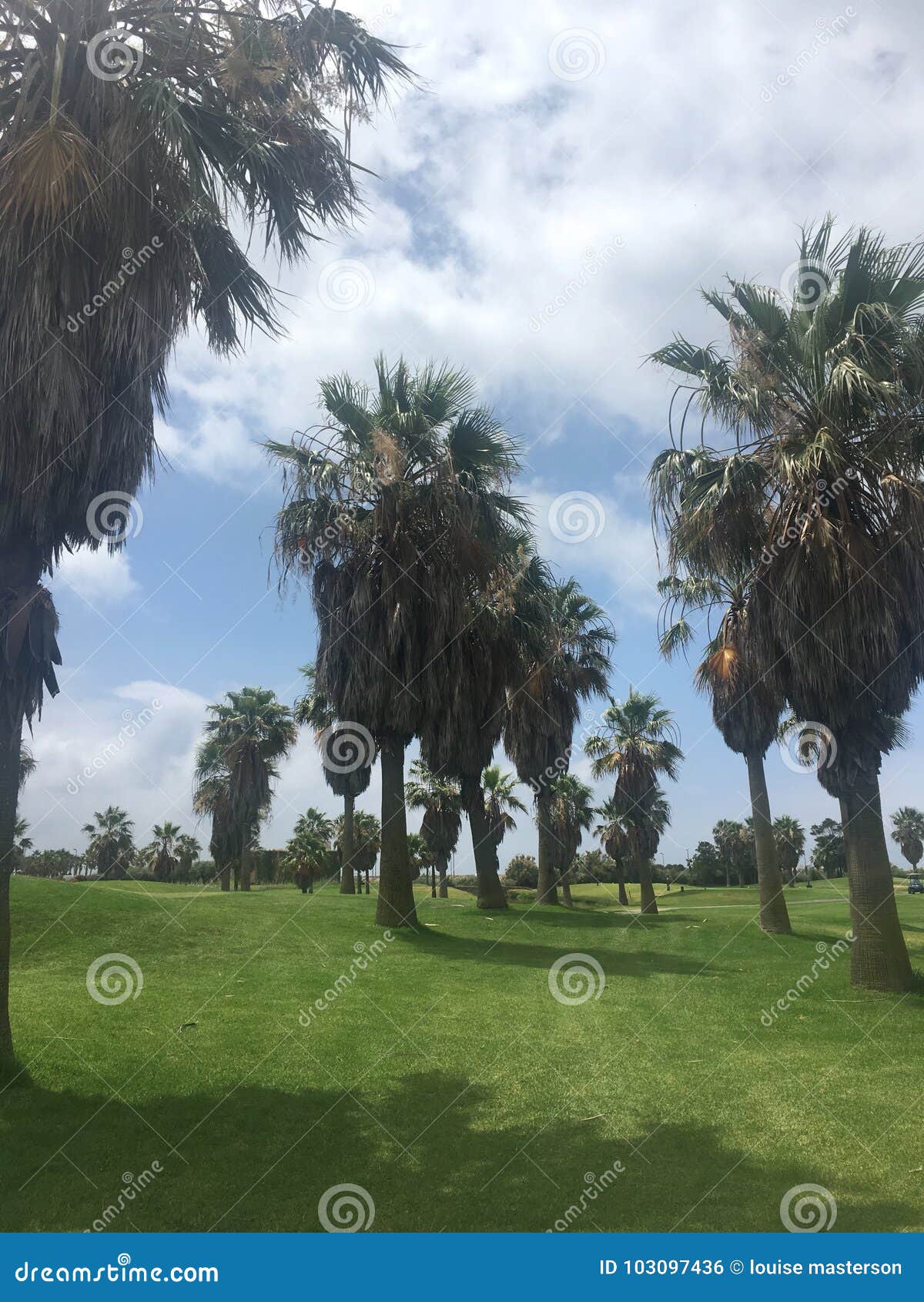 A row of tall palm trees stock photo. Image of palms - 103097436