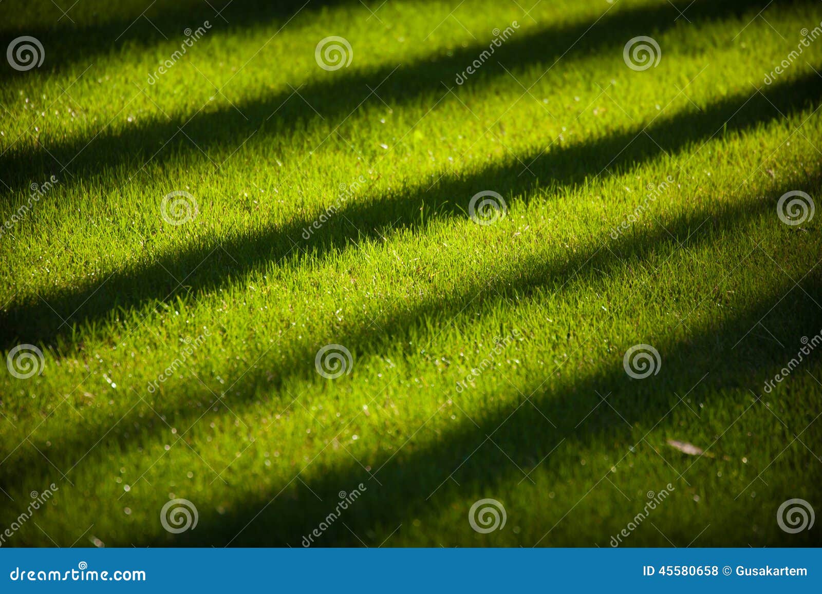 Lush Green Grass with Long Diagonal Shadows of the Trees Stock Photo ...