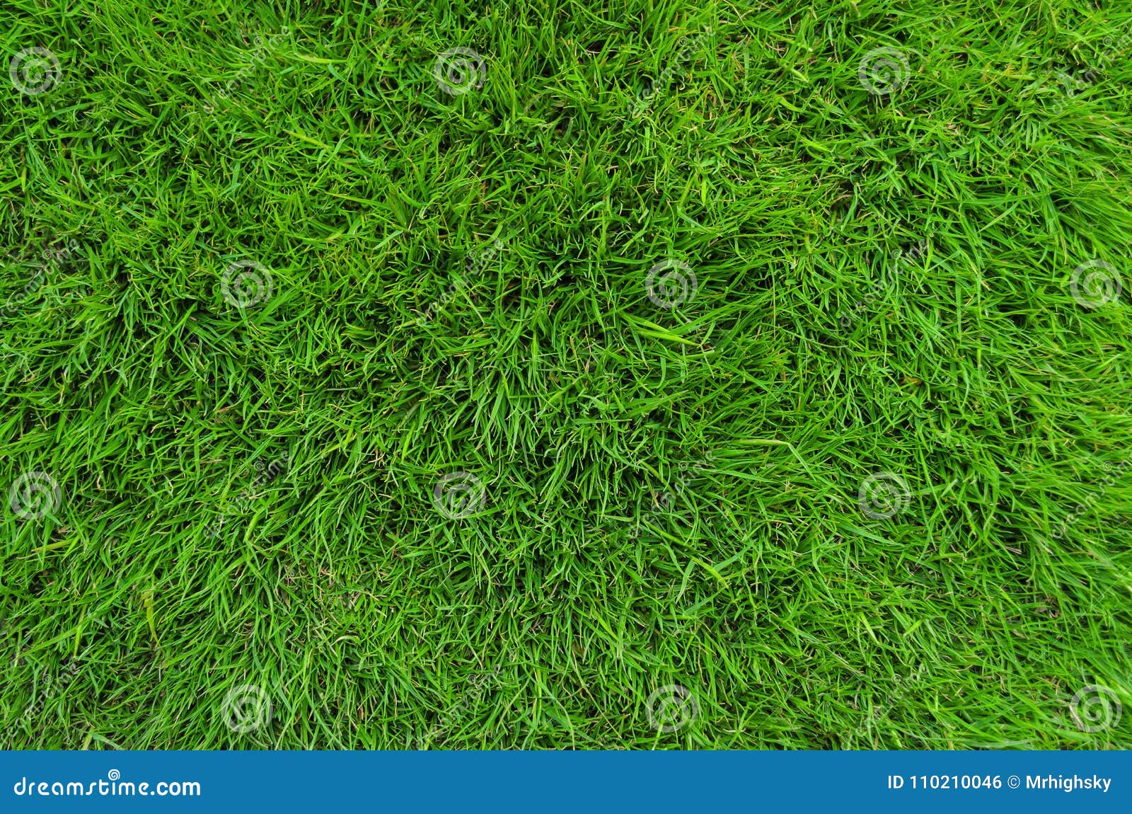 Lush green grass texture stock photo. Image of season - 110210046