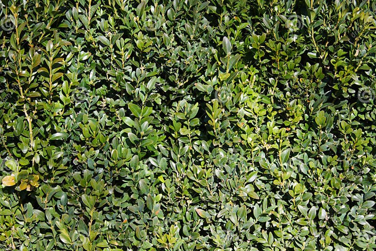 Lush green hedge stock image. Image of dense, outdoor - 10871863