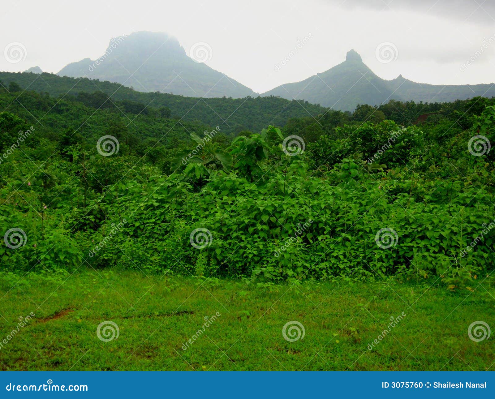 Lush green landscape stock photo. Image of cool, grass - 3075760