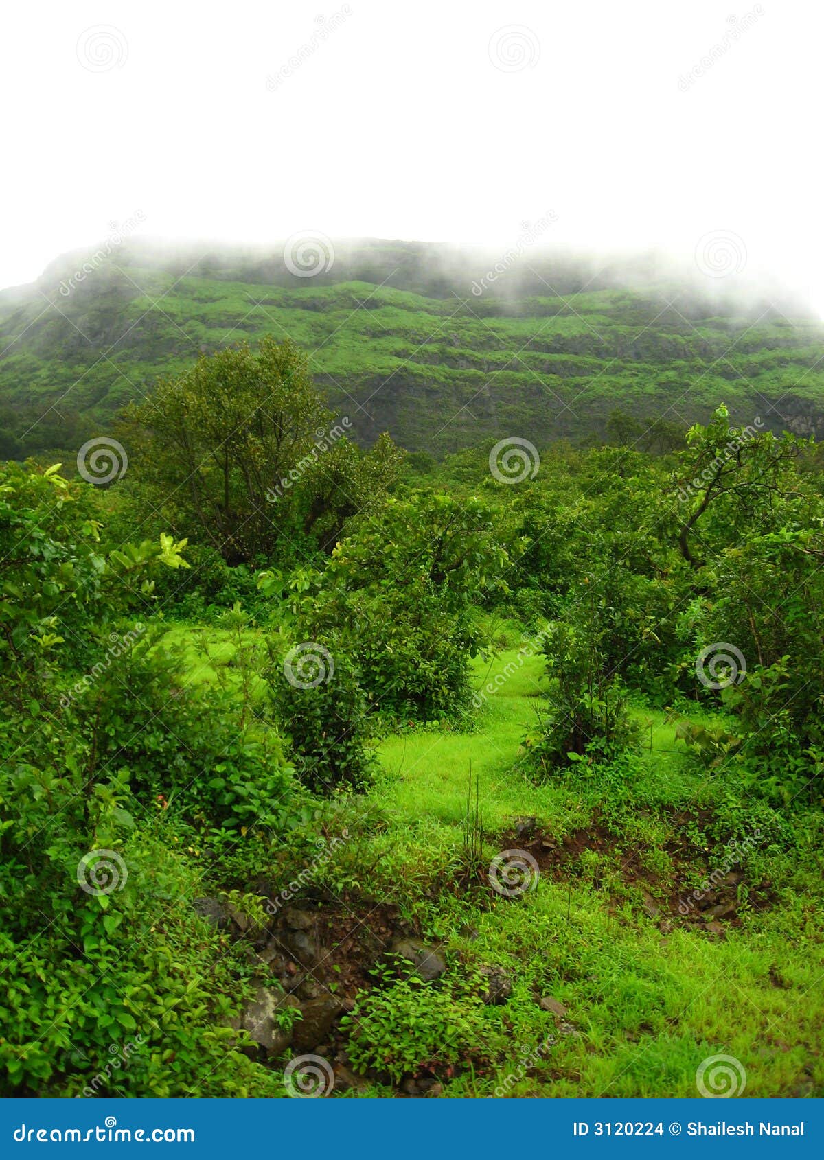 Lush green landscape stock photo. Image of cloud, cloudy - 3120224