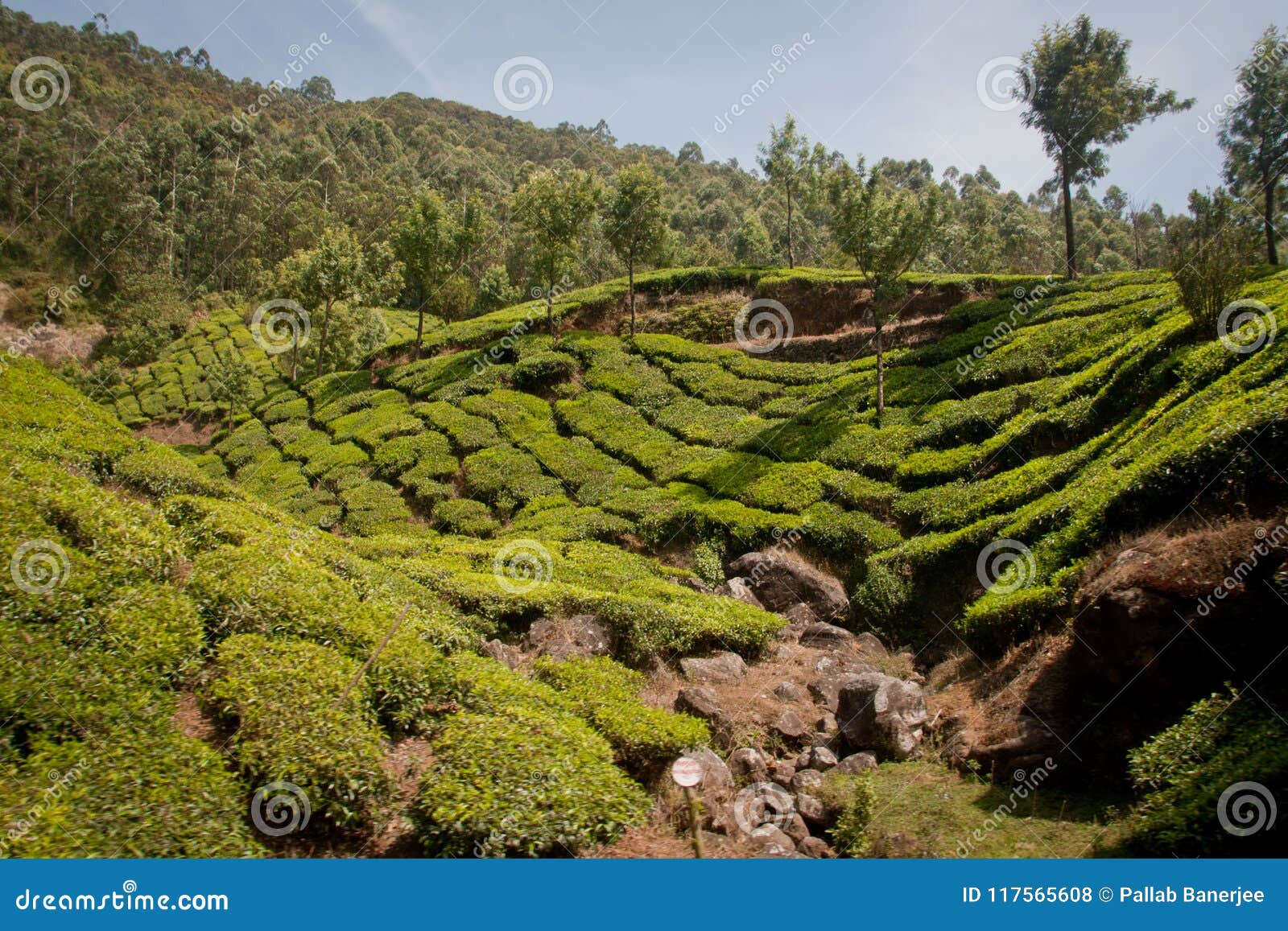 Landscape of Munnar Kerala stock photo. Image of terrain - 117565608