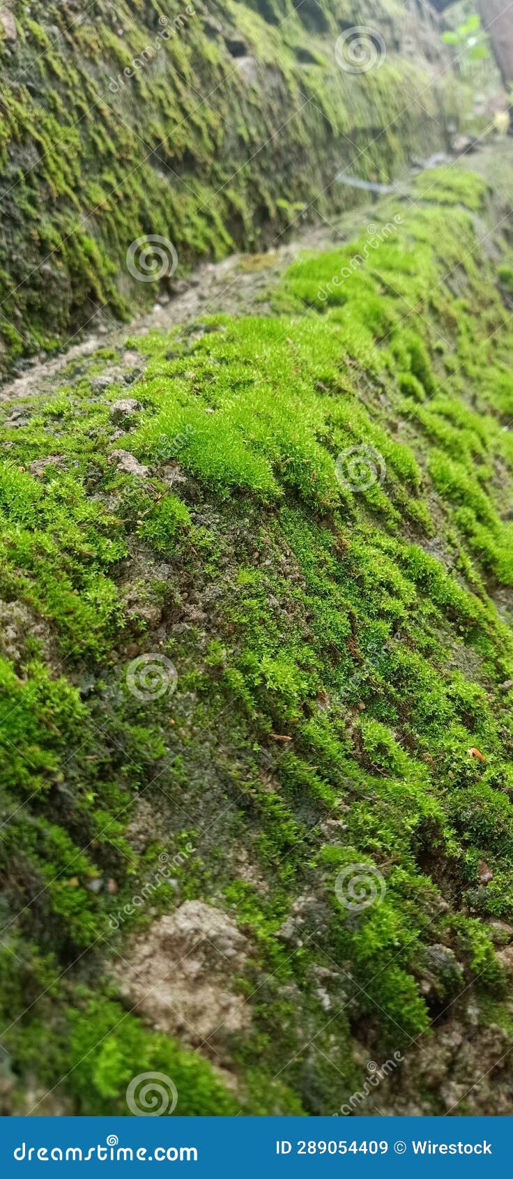 Lush Green Layer of Moss Growing Over Rocks Stock Image - Image of ...