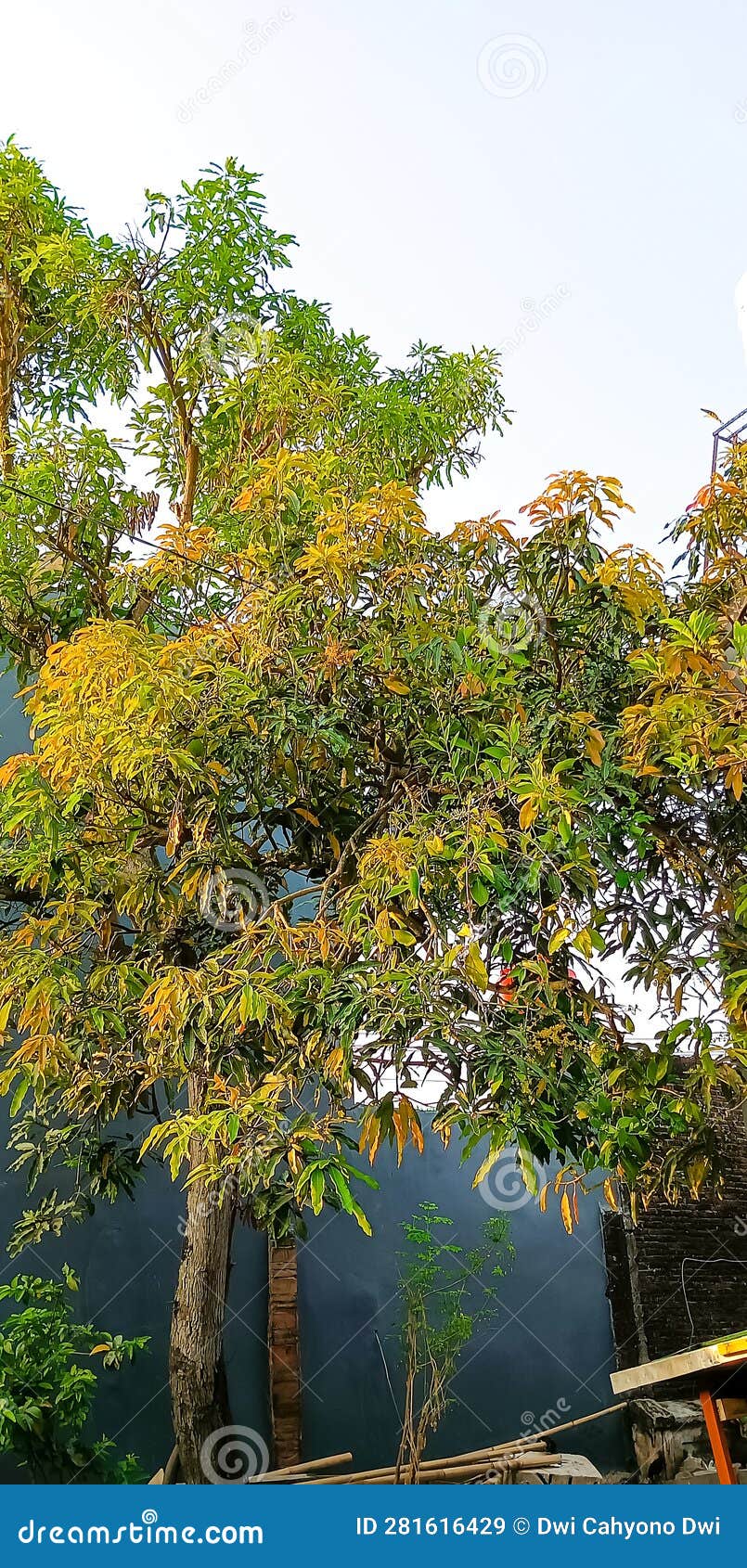 Lush green leaf mango tree stock image. Image of woodland - 281616429
