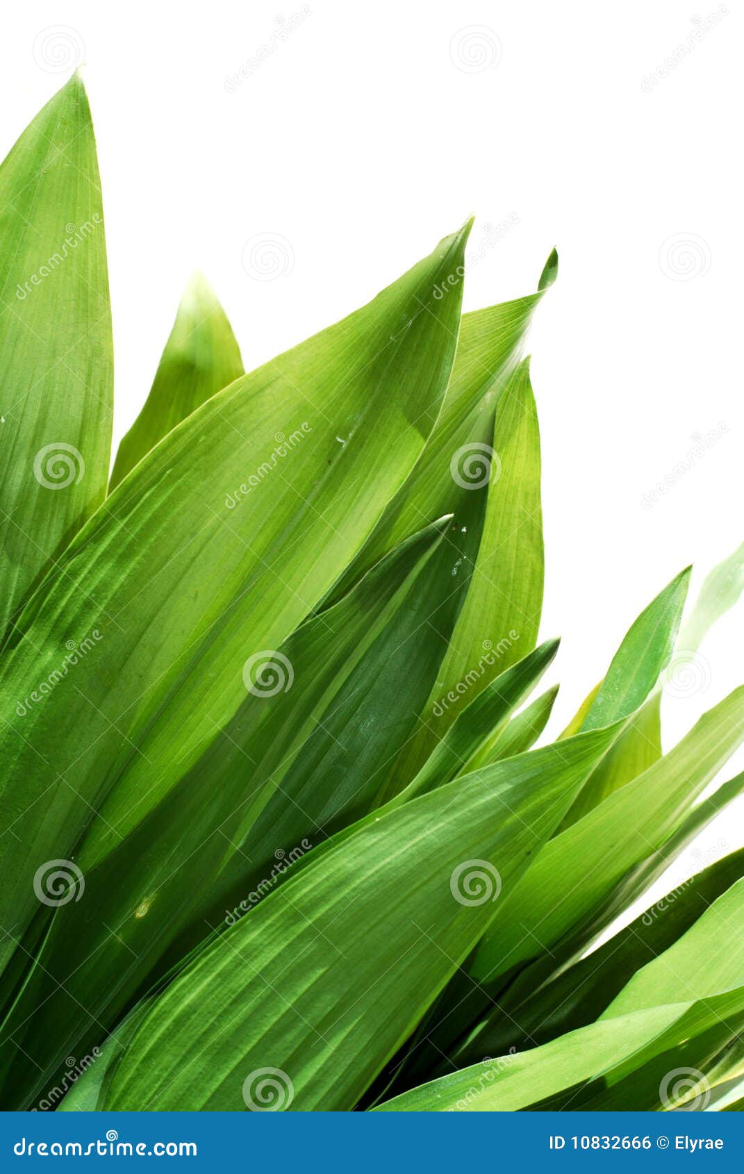Lush green leaves stock photo. Image of vegetation, bright - 10832666