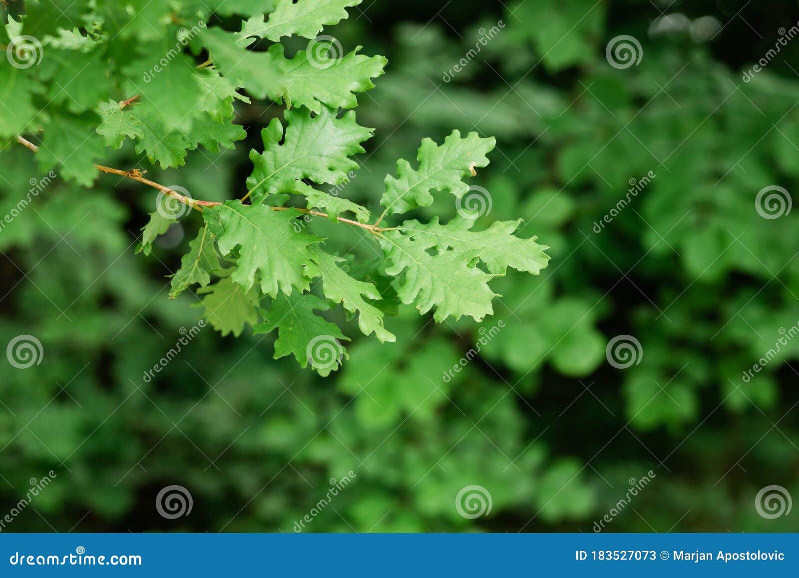 Lush Green Leaves in Deep Forest Stock Image - Image of beech, leaf ...