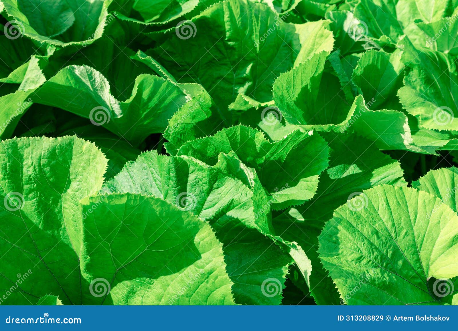 Lush Green Leaves Fill the Frame with Their Vibrant Texture, Creating a ...