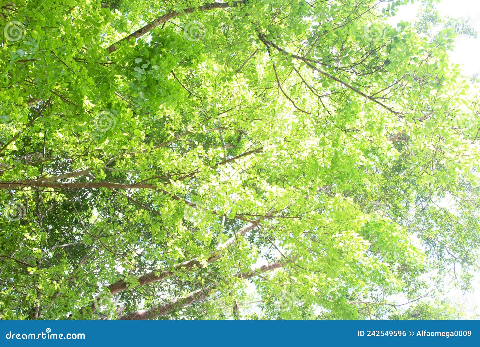 Lush Green Leaves with Lots of Tree Branches Stock Photo - Image of ...