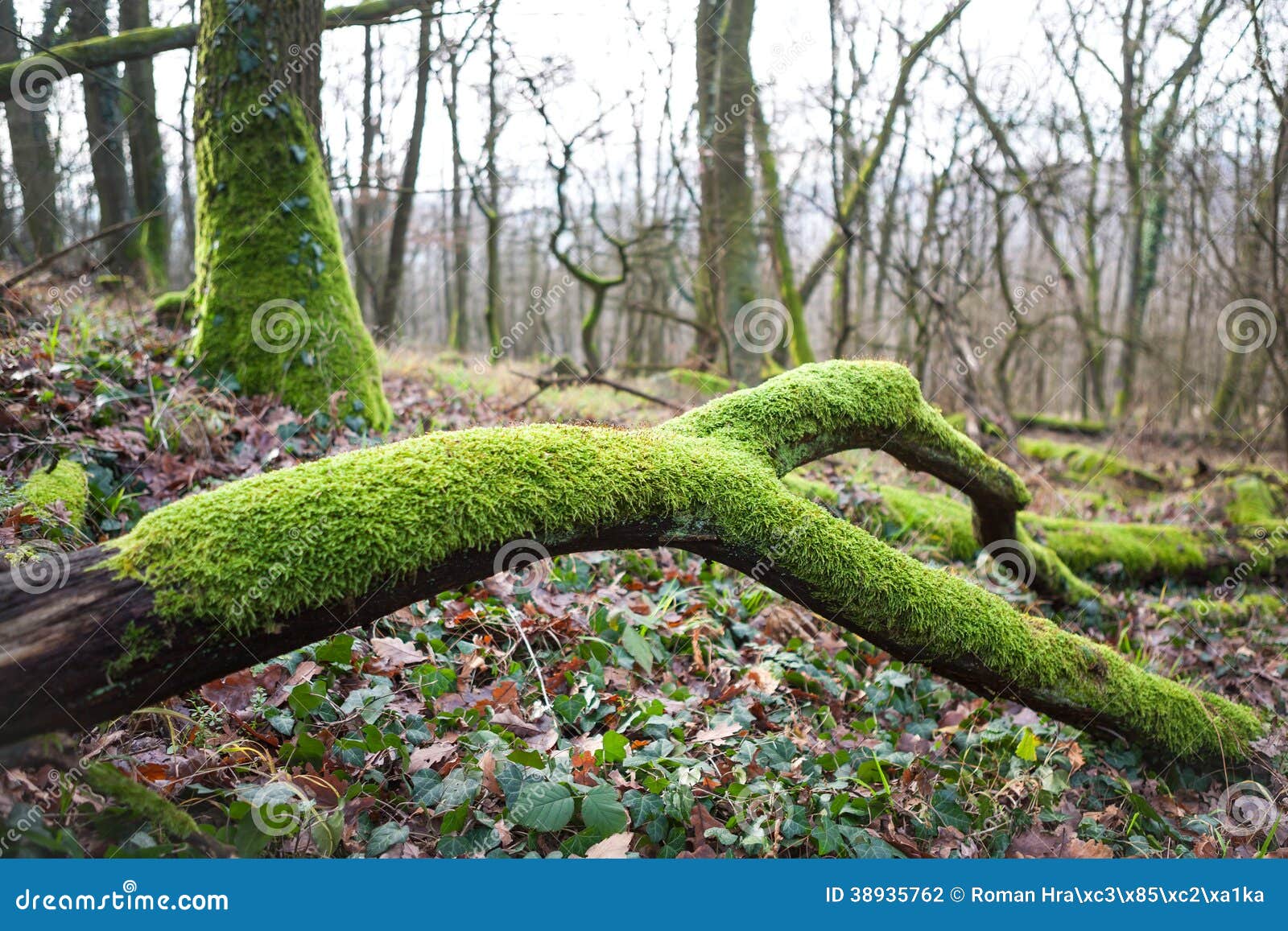 Lush green moss on branch stock photo. Image of lush - 38935762