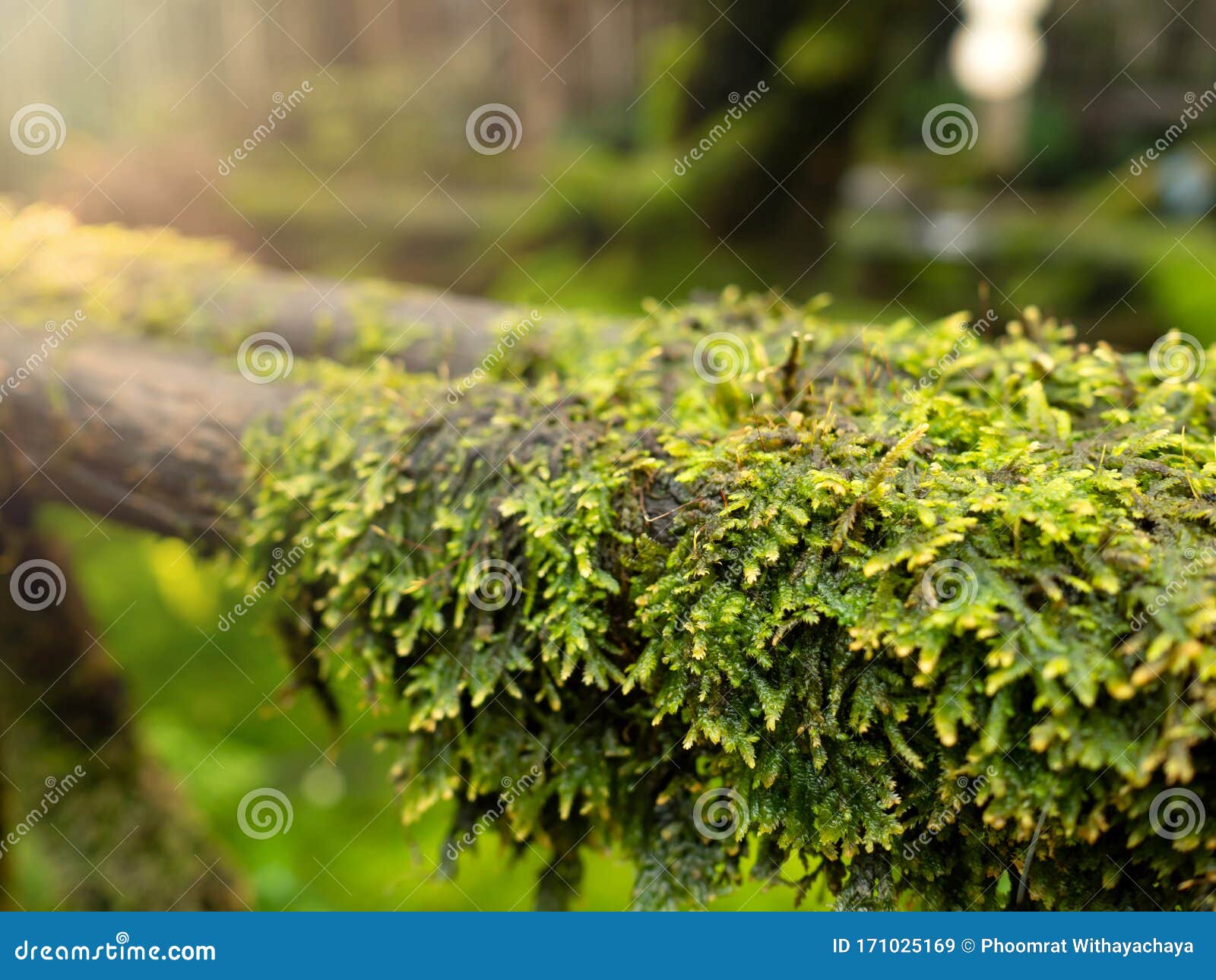 Lush Green Moss Forest with Old Tree with Moss. Background Stock Image ...