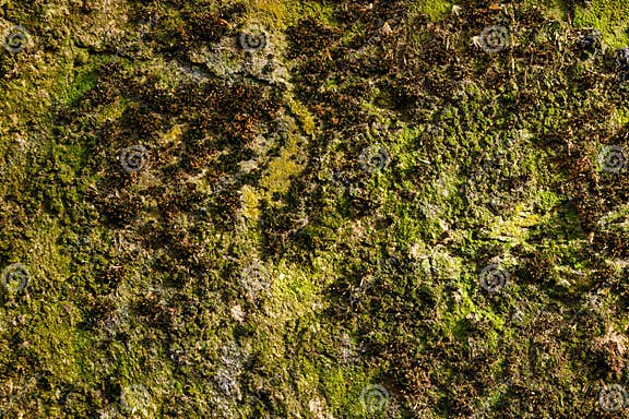 Lush Green Moss Texture on Natural Rock Surface, Organic Moss Pattern ...