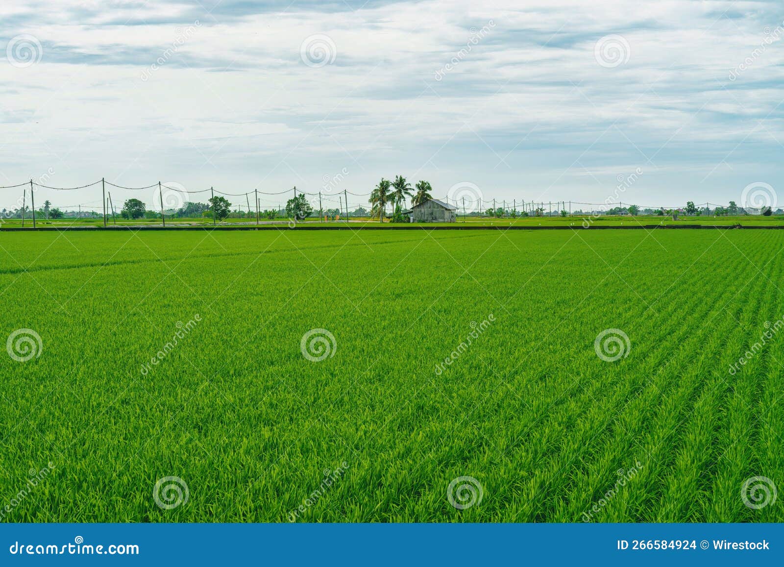 Lush green paddy field stock photo. Image of nature - 266584924