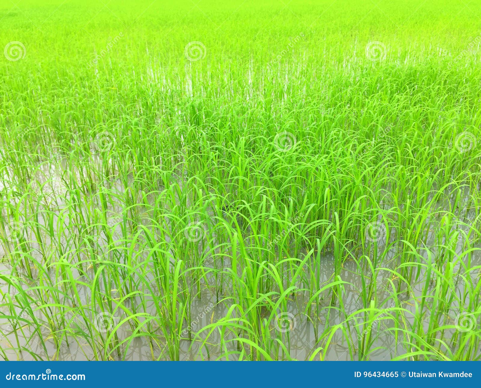 Lush Green Paddy Field in Asia Stock Image - Image of green, field ...