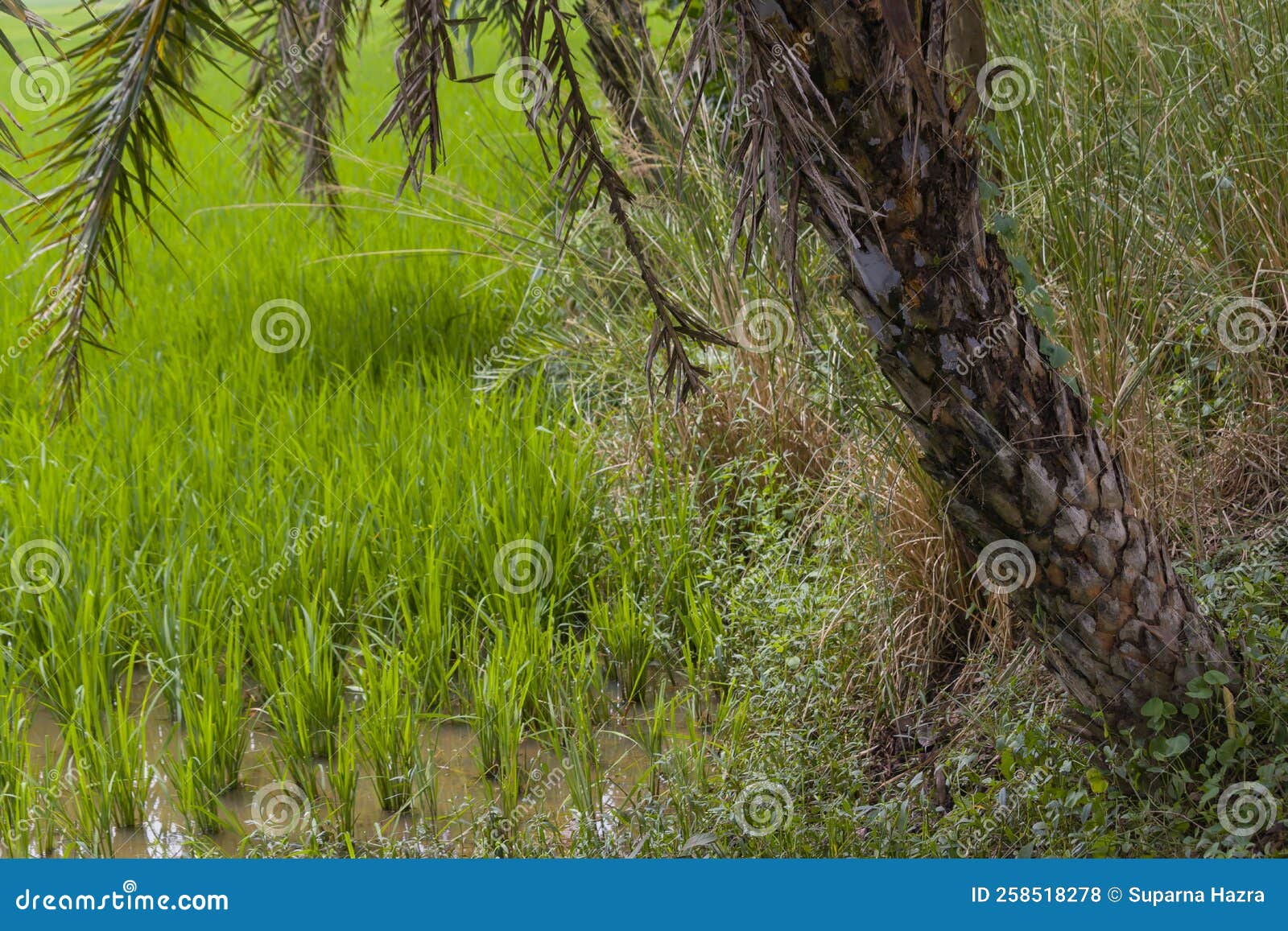 Lush Green Paddy Field Met Date Palm Tree In Rural Village Van West