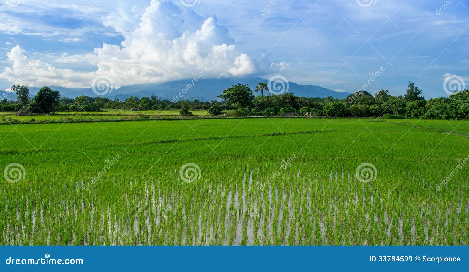 Lush Green Paddy Fields stock image. Image of rice, region - 33784599