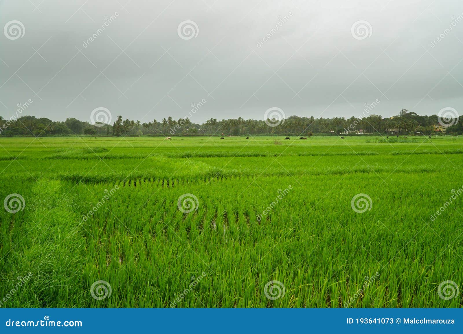 Lush green Paddy fields stock image. Image of farm, environment - 193641073