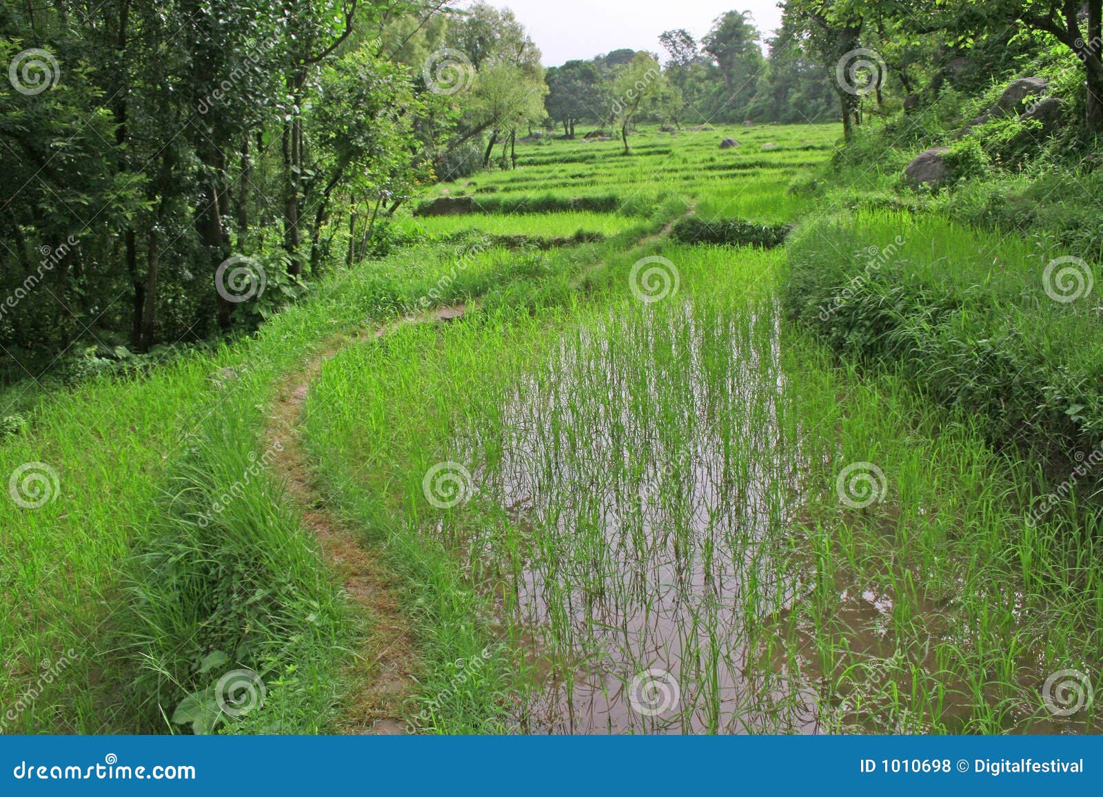 Lush Green Paddy Fields & Rice Cultivation Stock Photo - Image of lush ...