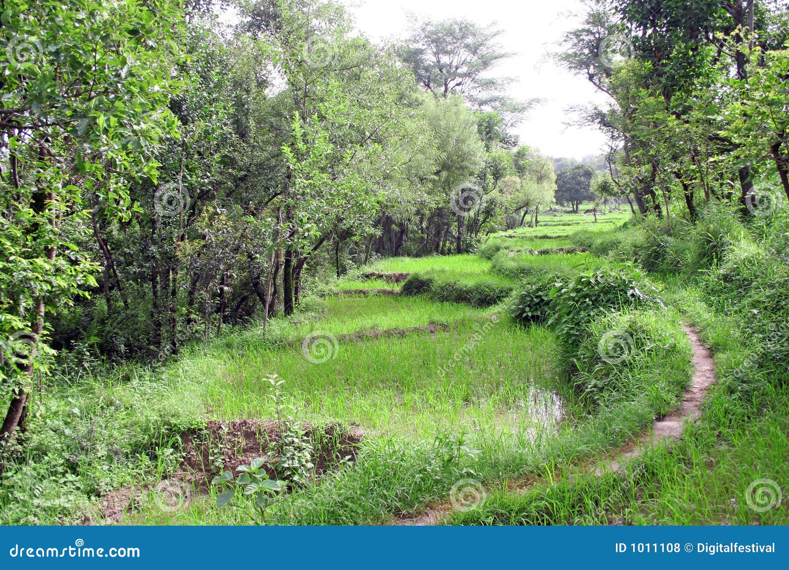 Lush Green Paddy Fields & Rice Cultivation Stock Photo - Image of ...