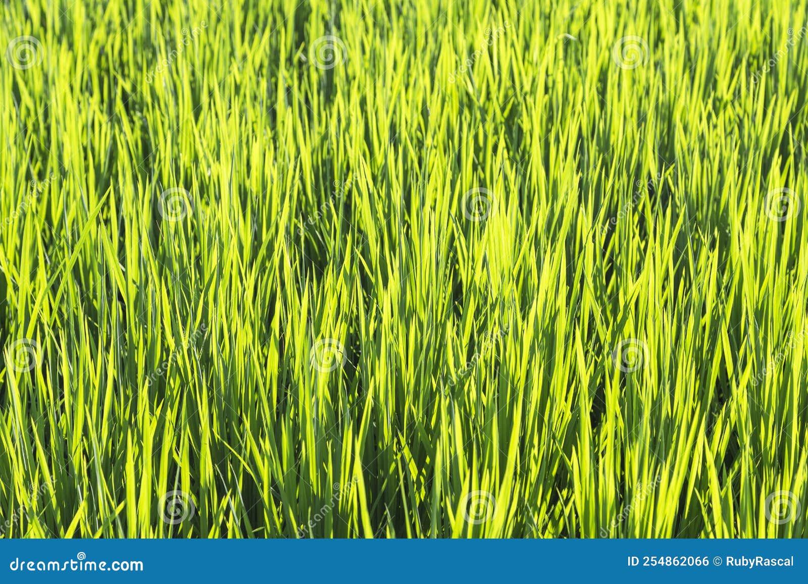 Bright Green, Backlit, Detail, Field of Rice, Rural Bangladesh, India ...