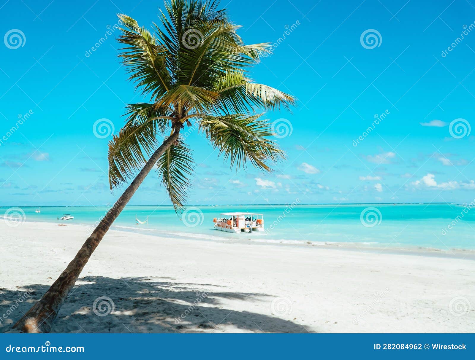 Lush Green Palm Tree on the Sandy Beach Stock Photo - Image of clear ...