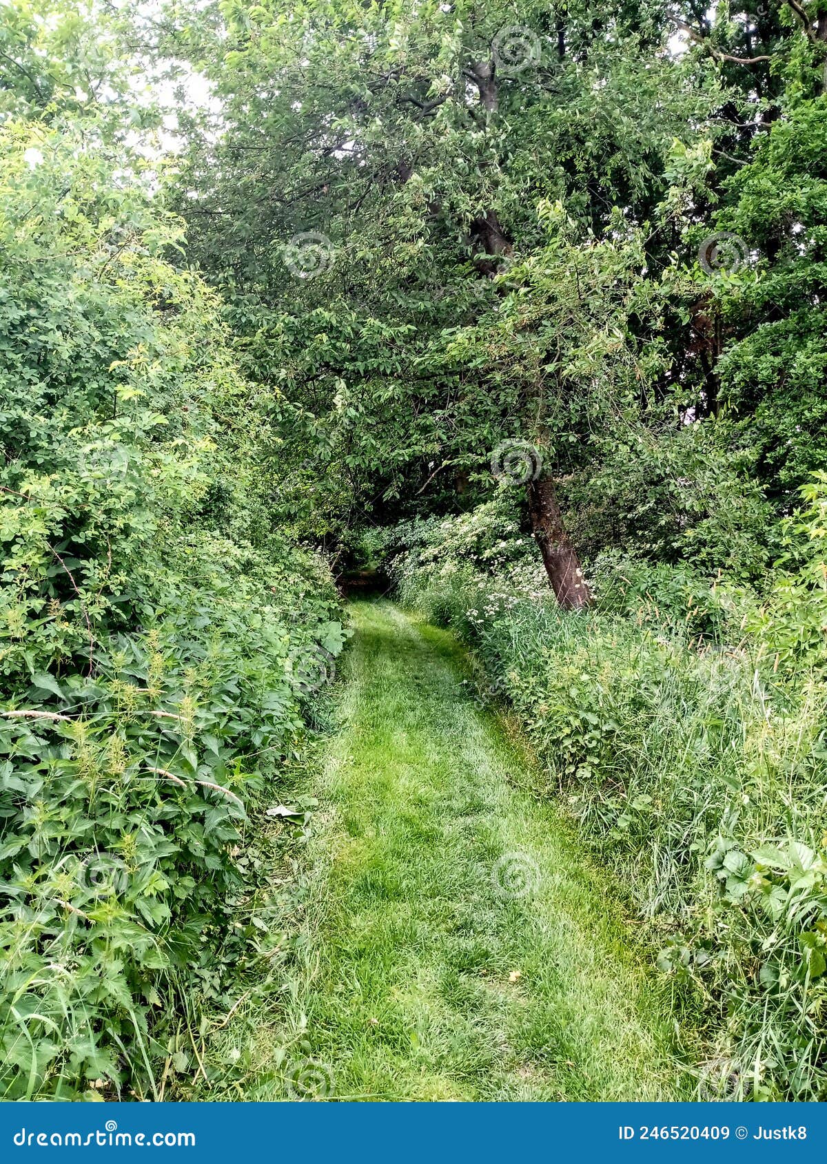 A Lush Green Path into the Forest Stock Image - Image of lush, green ...
